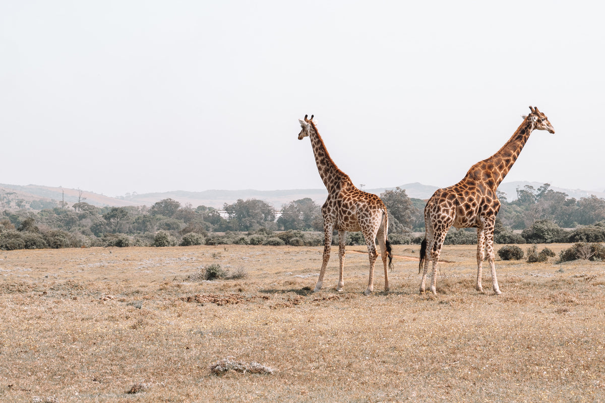 The best trail cameras for wildlife photographers and nature watchers ...