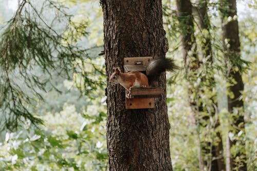 How to hide trail camera from humans – Toguard camera